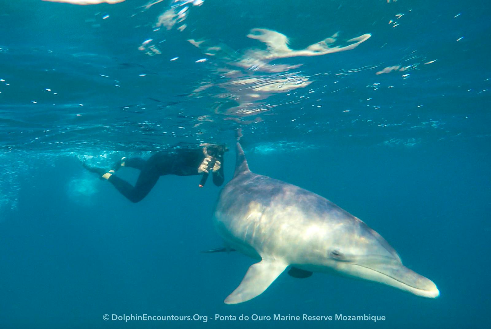 Short-Term Dolphin Care Assistant | Volunteer in Mozambique 2025