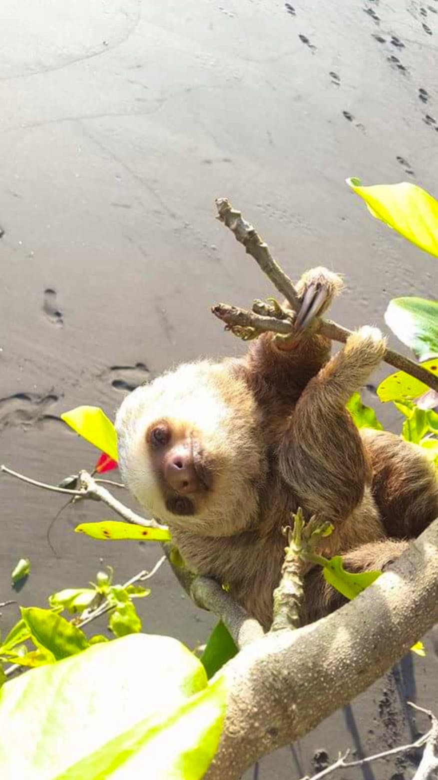 Sloth Monitoring and Turtle Conservation | Volunteer in Costa Rica 2025