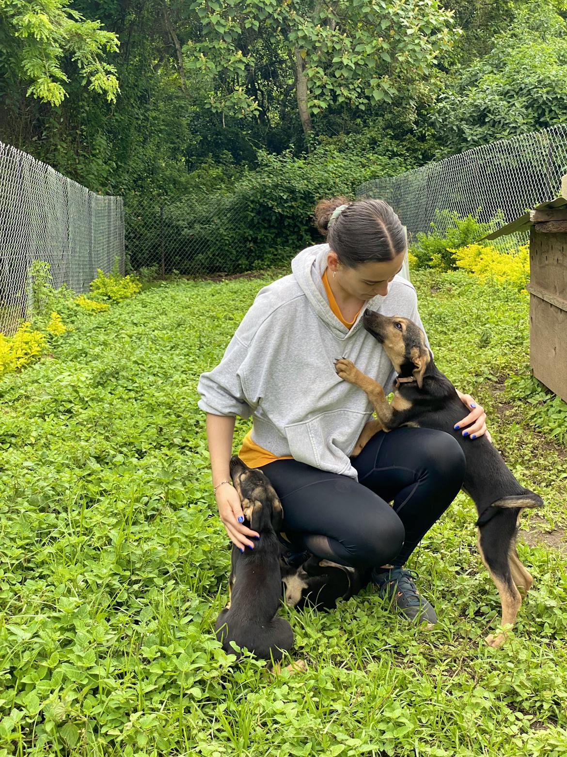 Dog and Cat Shelter Assistant | Volunteer in Tanzania 2025