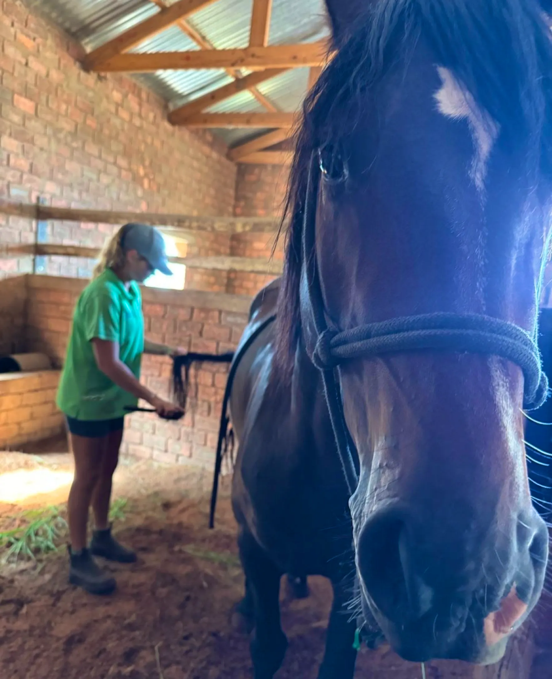 Horse and Stable Care | Freiwilligenarbeit in Namibia 2026
