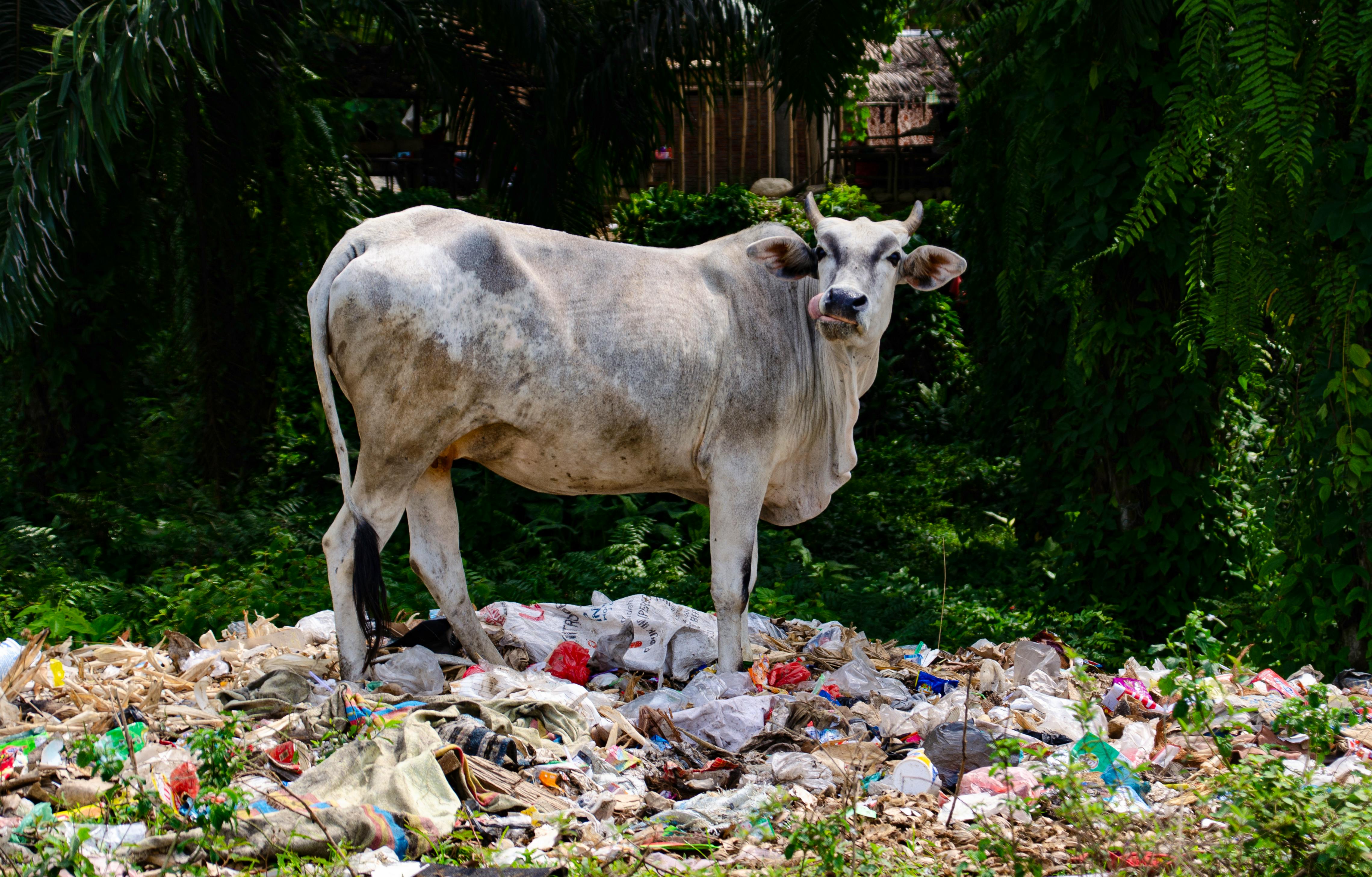 Project Wings | Volunteer Abroad 2025 | Volunteer World