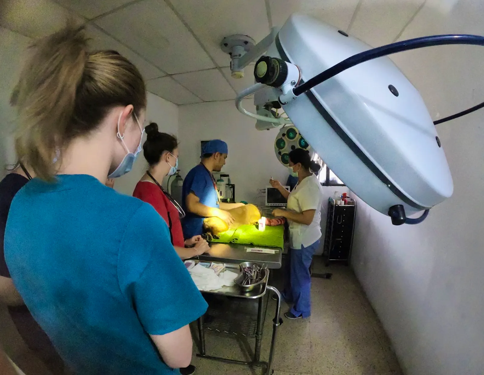 Veterinary Internship Support | Volunteer in Peru 2025