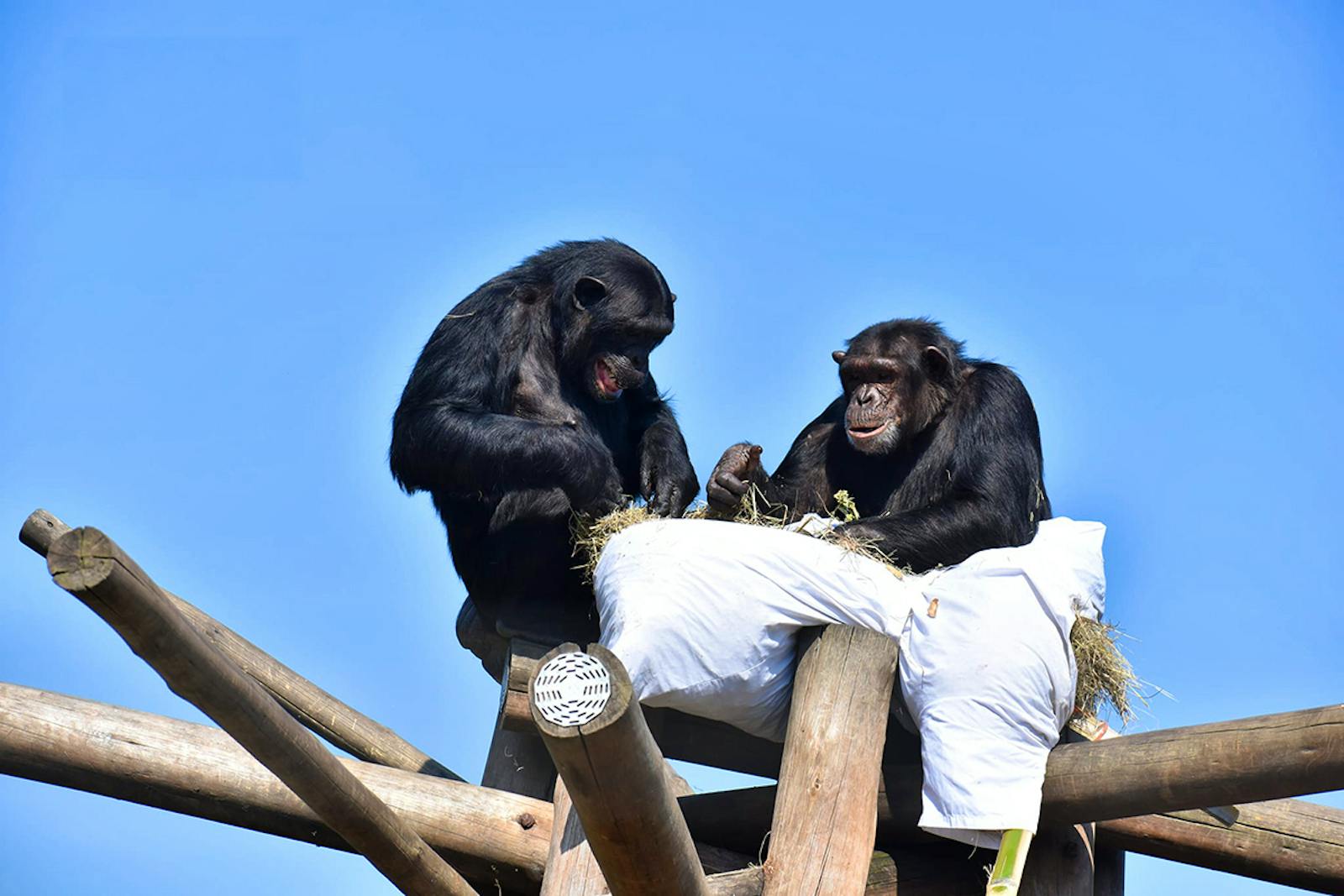 Chimpanzee Sanctuary Jane Goodall Institute | Volunteer in South Africa ...