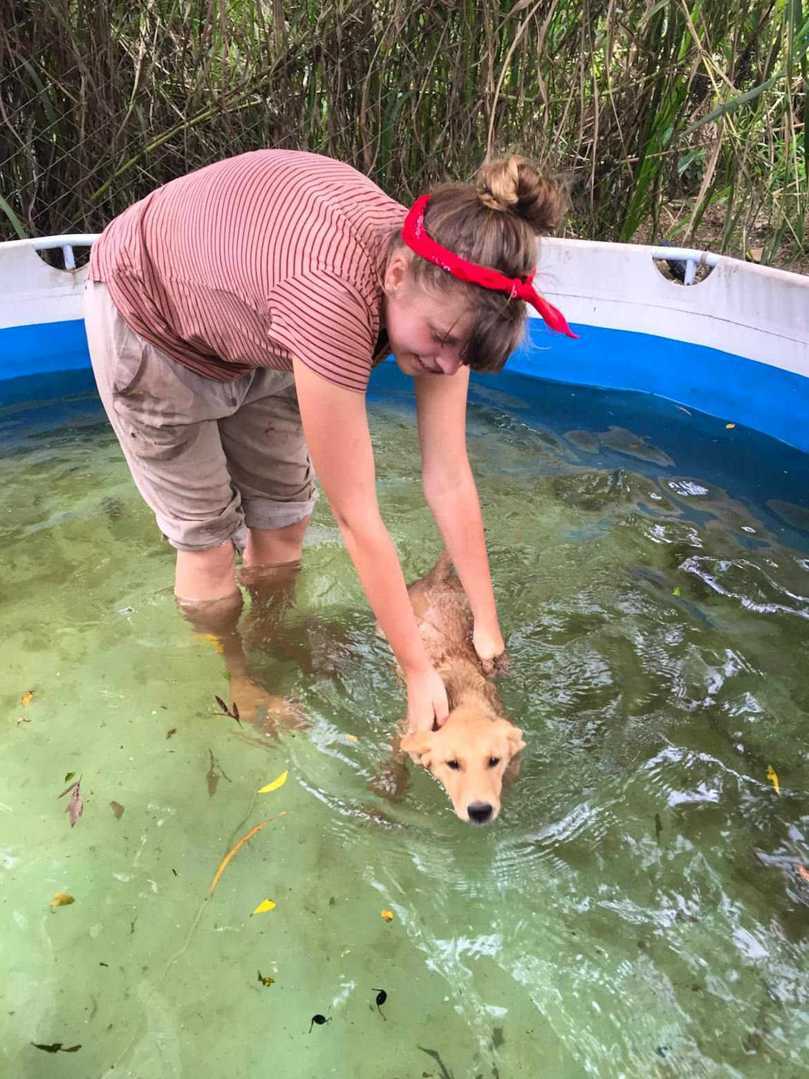 Dog and Cat Shelter Assistant | Volunteer in Tanzania 2025