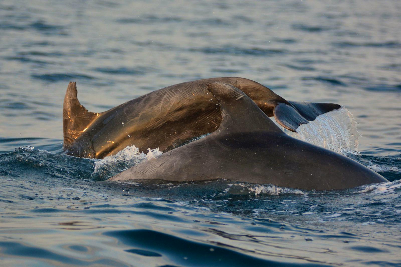Dolphin Conservation & Research | Volunteer in Croatia 2025