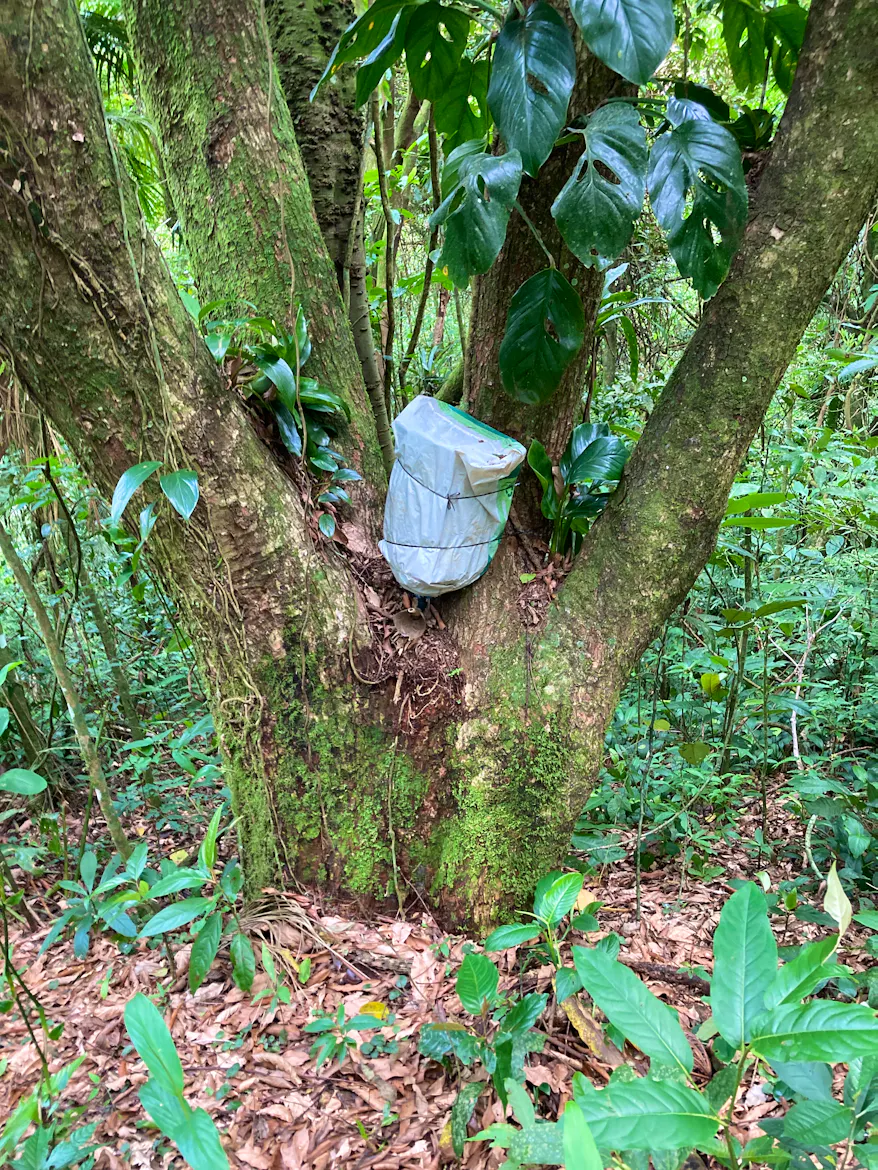 Stingless Native beekeepers | Volunteer in Brazil 2025