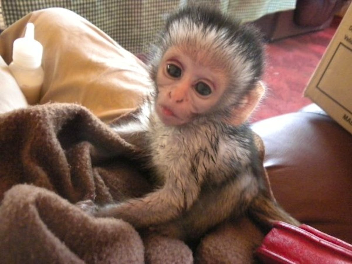 Primate Sanctuary experience | Volunteer in South Africa 2025