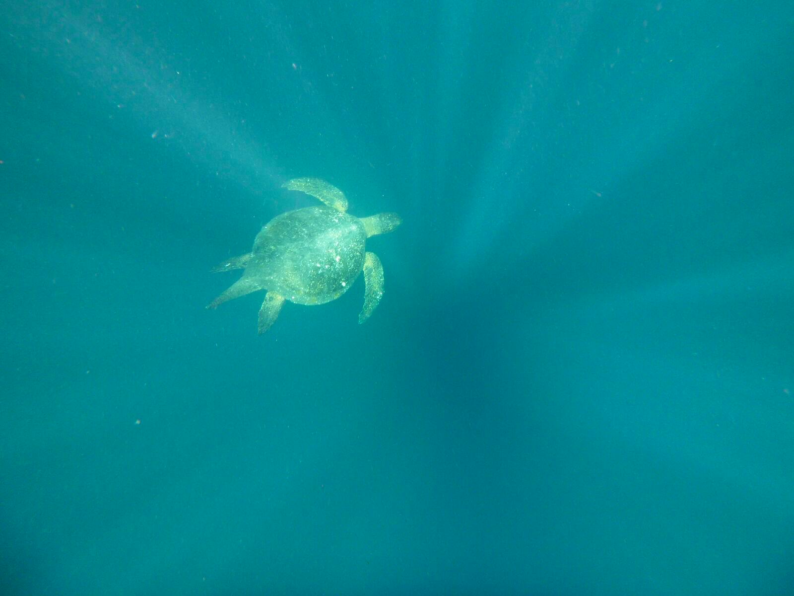 Sea Turtle Nest Monitoring & Conservation | Volunteer in Ecuador 2025