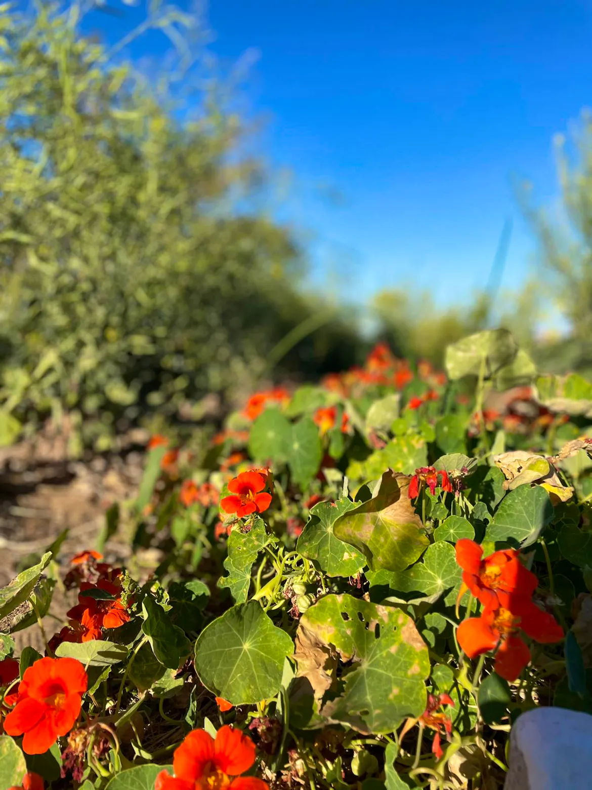 Regenerative Agriculture in Sinai Desert | Volunteer in Egypt 2025