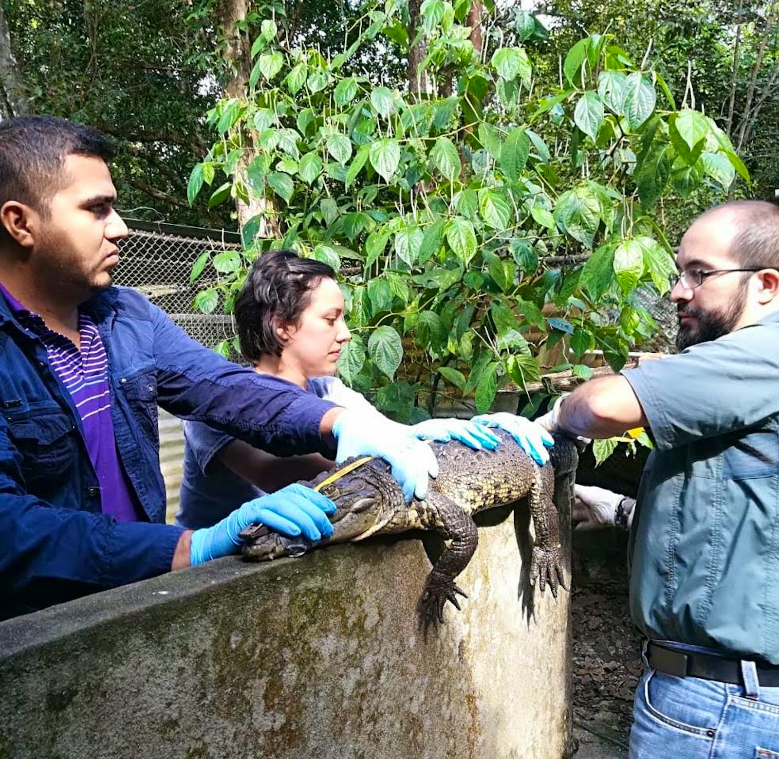 Wild Animal Rescue Centre Volunteer In Guatemala 2024 wild-animal-rescue-centre-volunteer-in-guatemala-2024