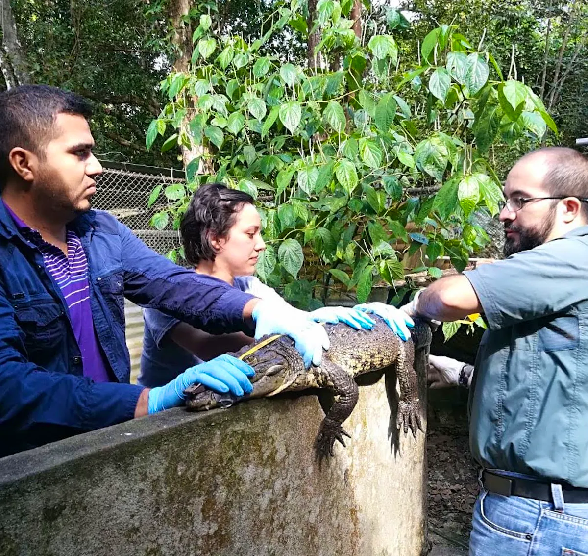 Wild animal rescue centre | Volunteer in Guatemala 2025