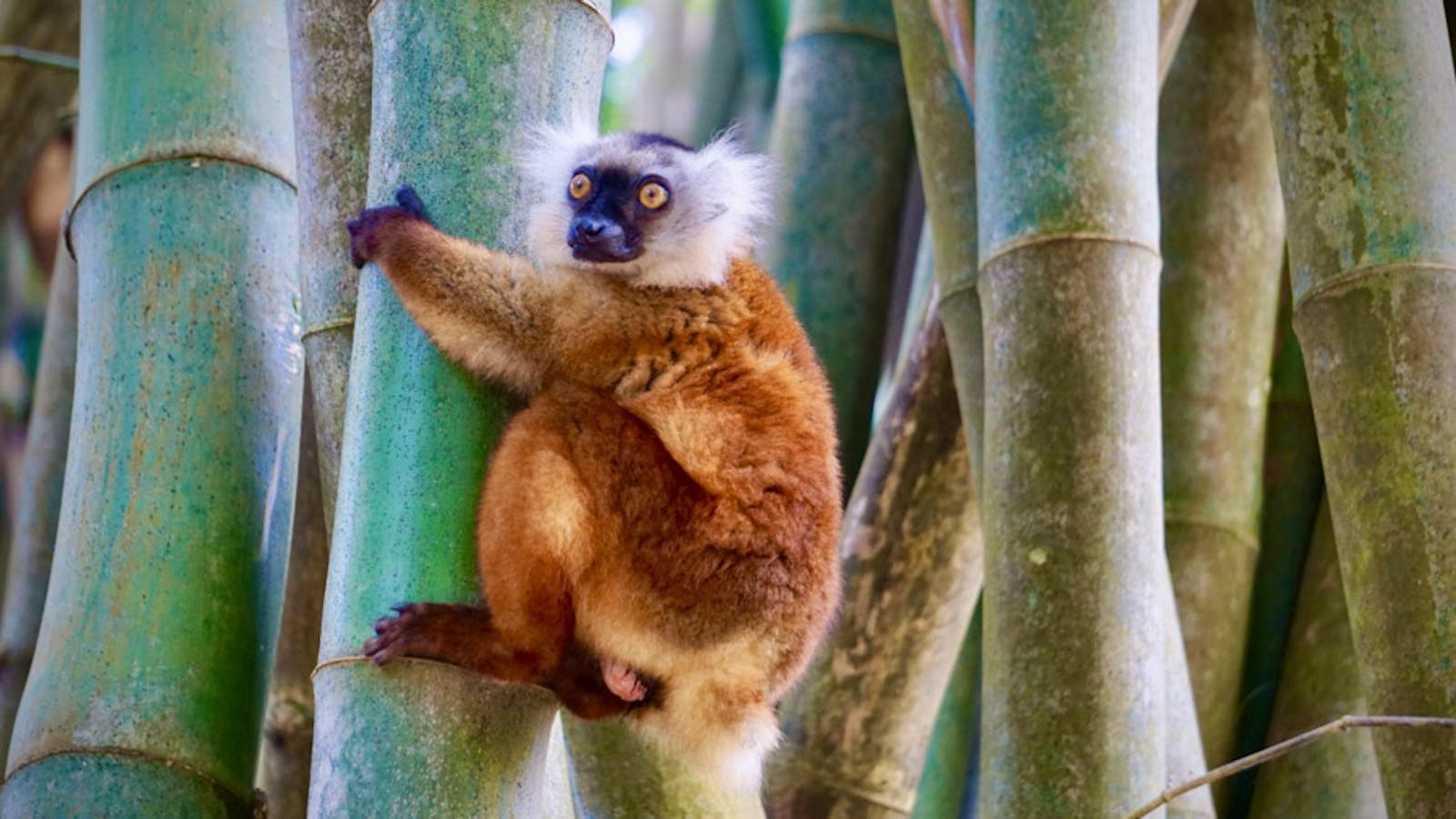 Lemur Conservation Associate | Volunteer in Madagascar 2025