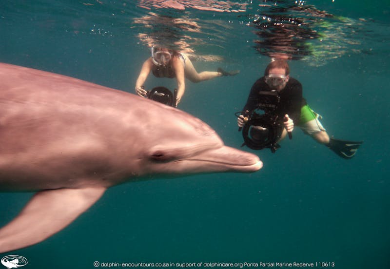 Short-Term Dolphin Care Assistant | Volunteer in Mozambique 2025