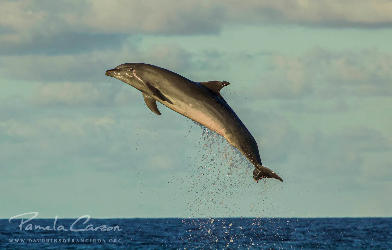 Dolphin behavior and conservation | Fais du bénévolat en Polynésie ...