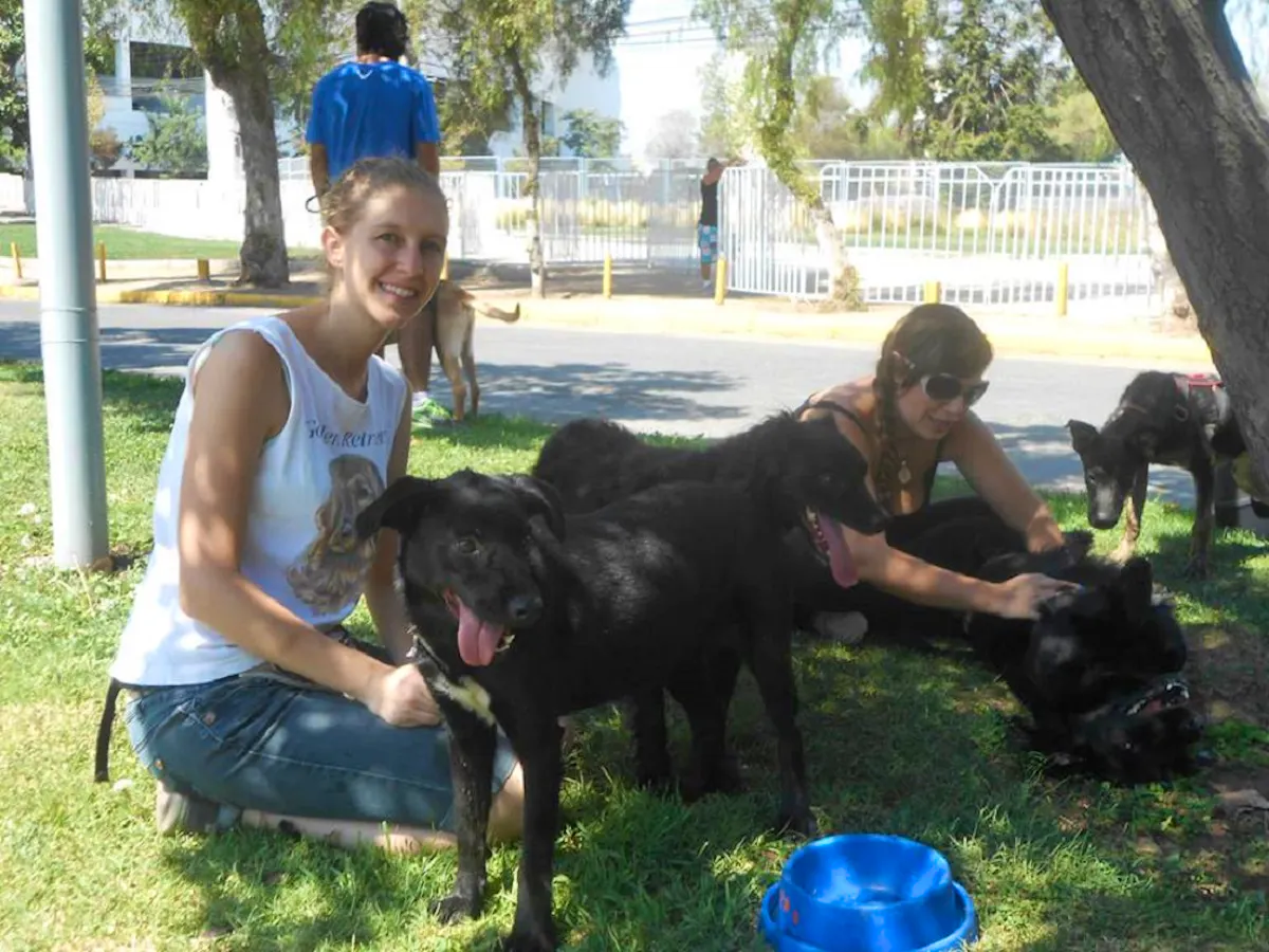 Help Stray Dogs | Volunteer in Chile 2025