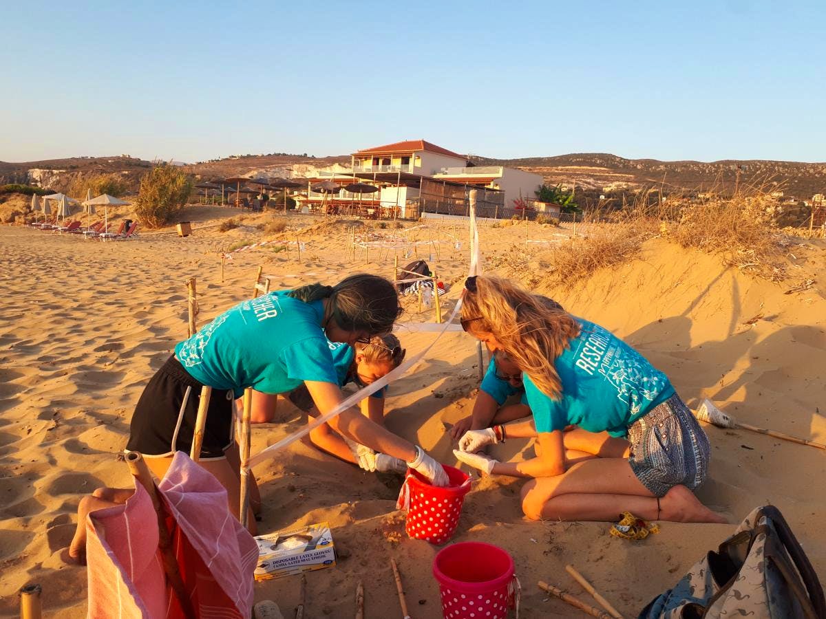 Greece Turtle Conservation Volunteers | Volunteer in Greece 2025