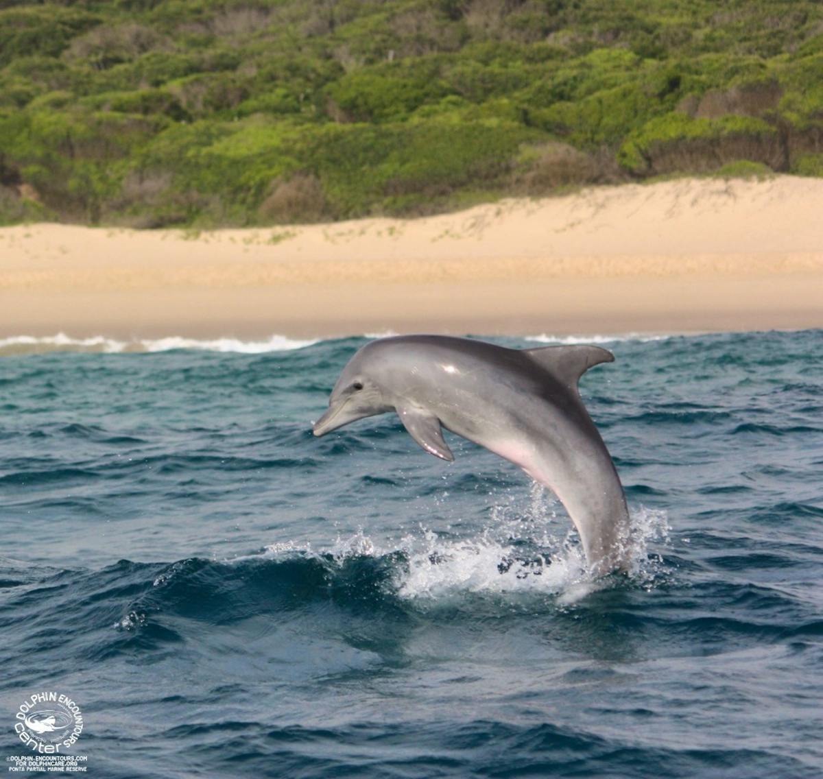 Short-Term Dolphin Care Assistant | Volunteer in Mozambique 2025