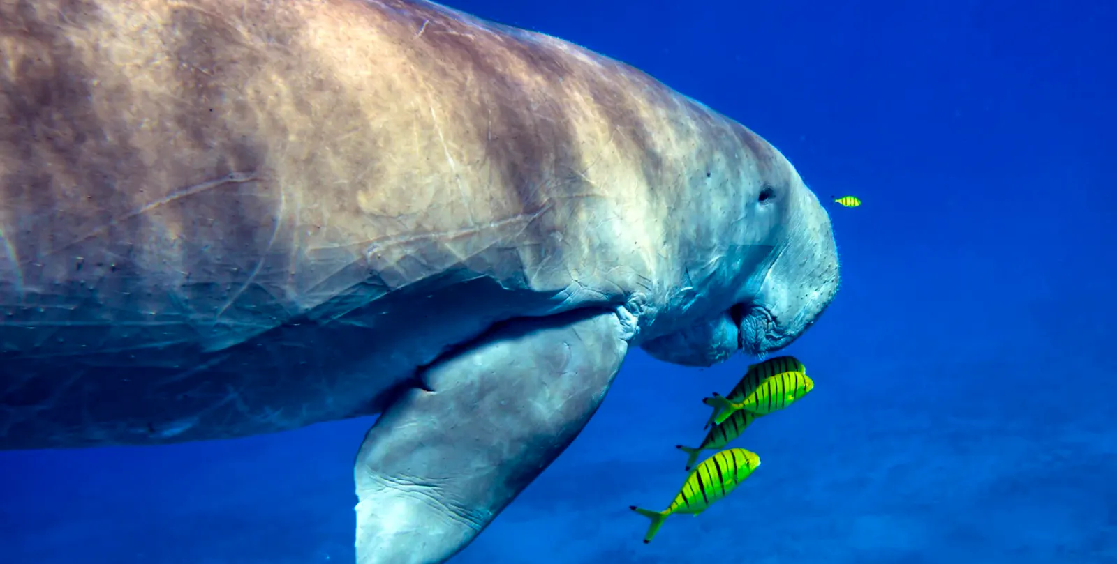 Endangered Turtle and Dugong Conservation | Volunteer in Thailand 2025