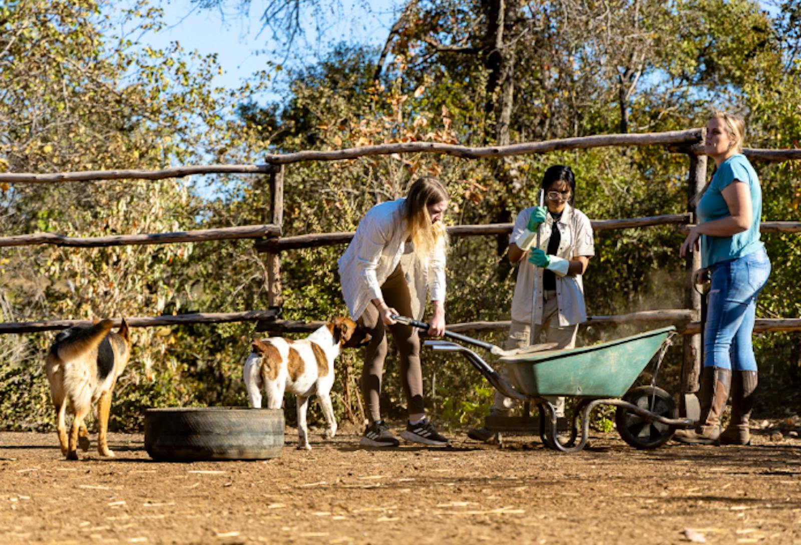 Tracking & Rescue Dog Trainer | Frivillig i Zimbabwe 2025