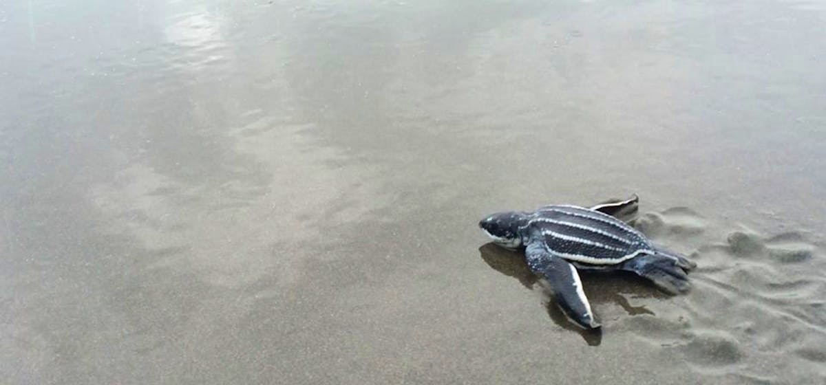 Leatherback Turtle Conservation | Volunteer in Costa Rica 2025