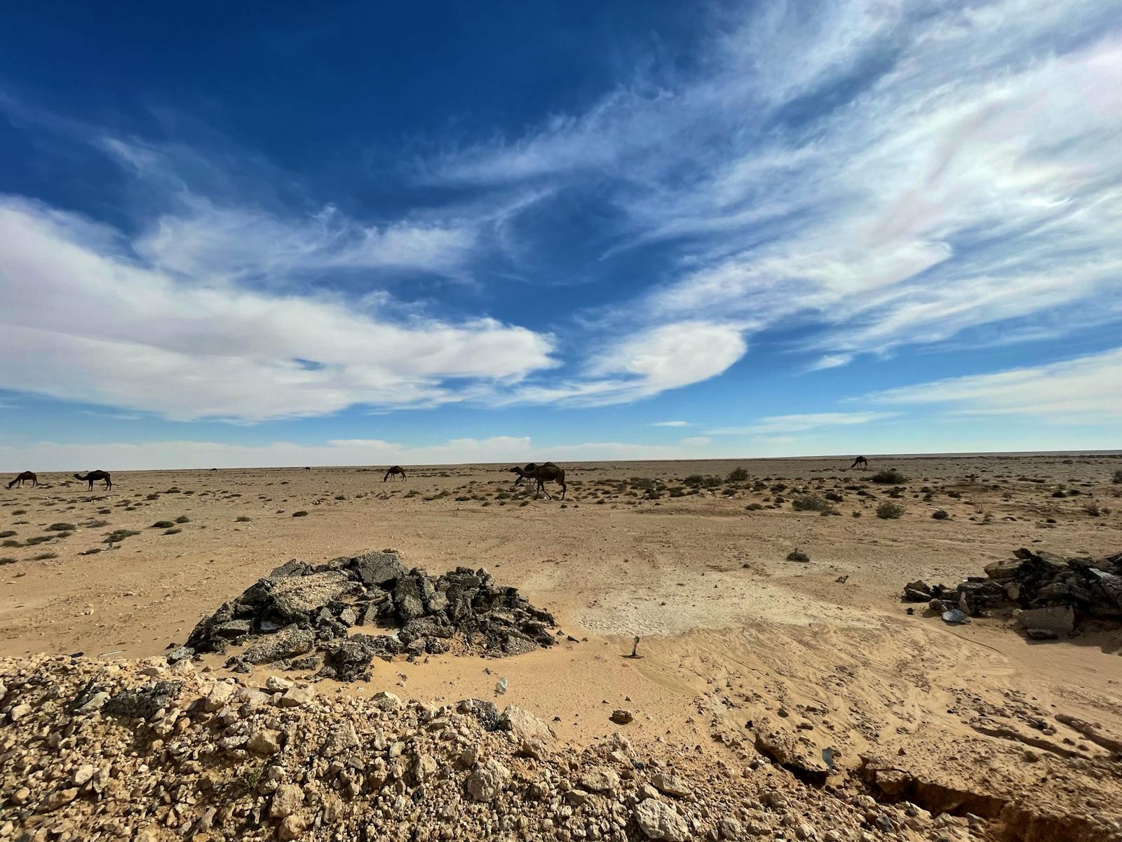 Desert Restoration Helper | Volunteer in Egypt 2025