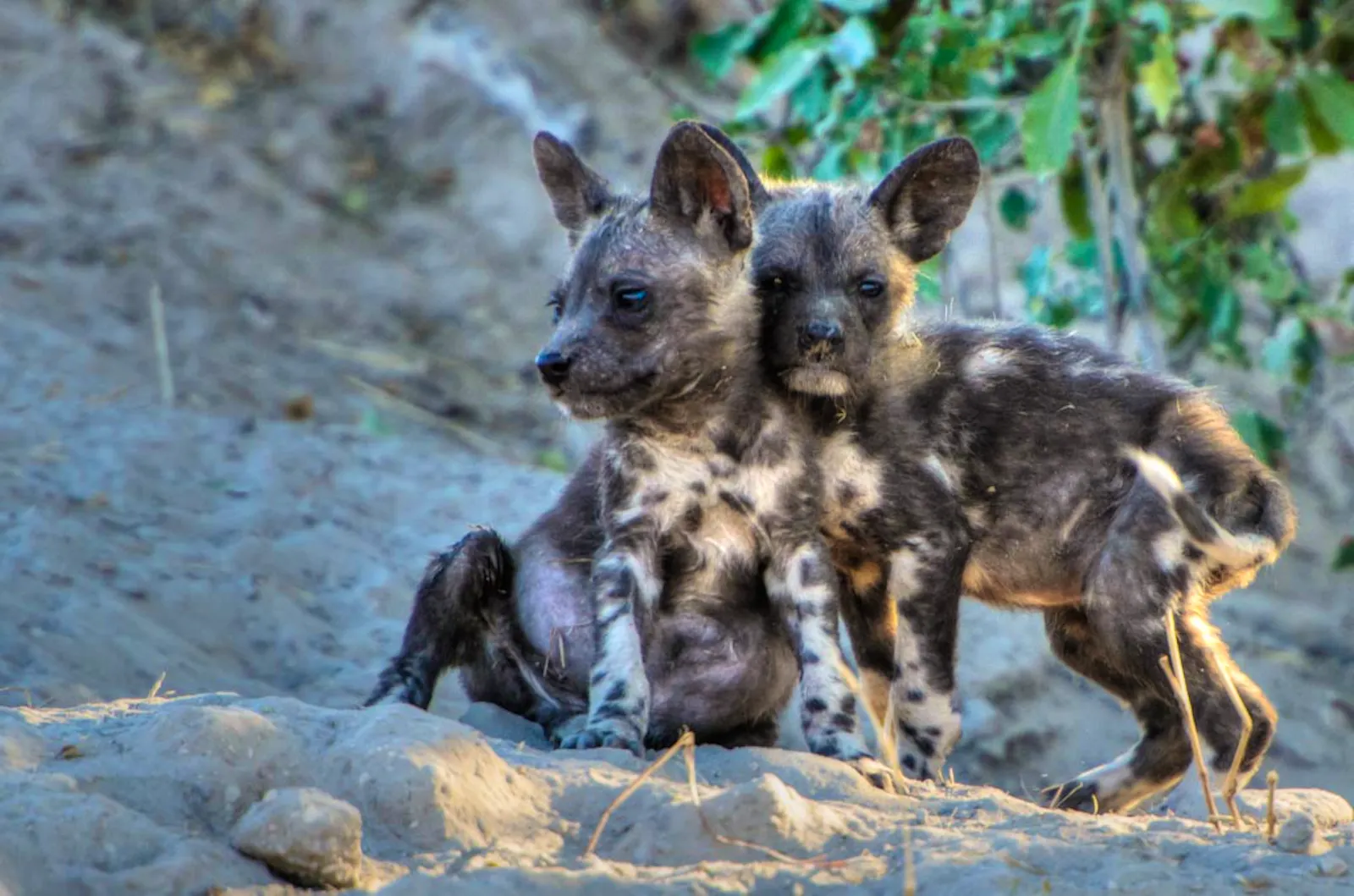 Wildlife Sanctuary Supporter | Volunteer in Namibia 2025