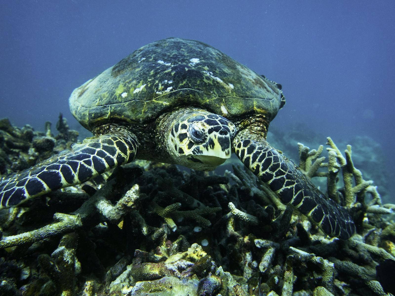 Turtle Conservation and Research | Volunteer in Madagascar 2025