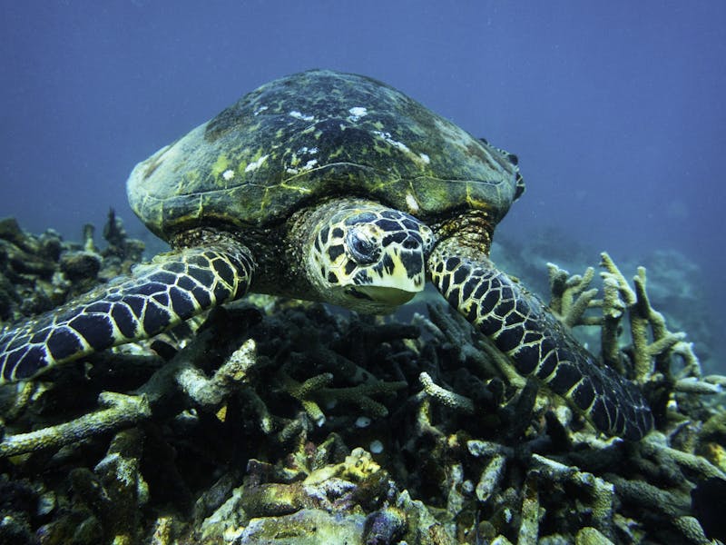 Turtle Conservation and Research | Volunteer in Madagascar 2025