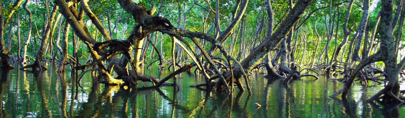 Mangrove Conservation Projects | Top 10 Programs in 2026 | Volunteer World