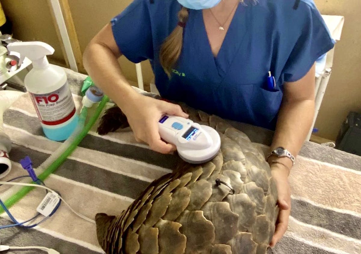 Wildlife Veterinary Medicine and Rehabilitation | Volunteer in South ...