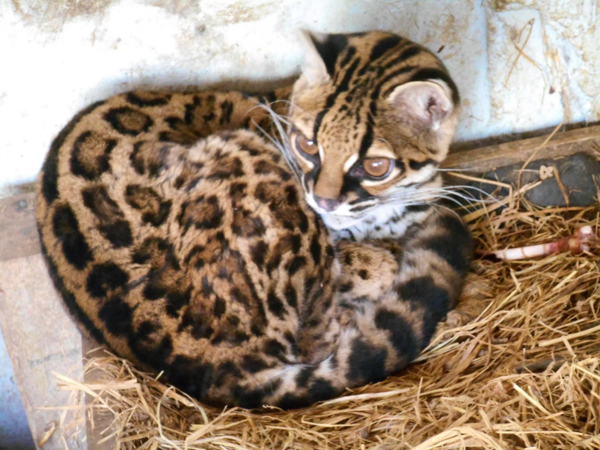 Zoo Assistant | Volunteer in Peru 2020