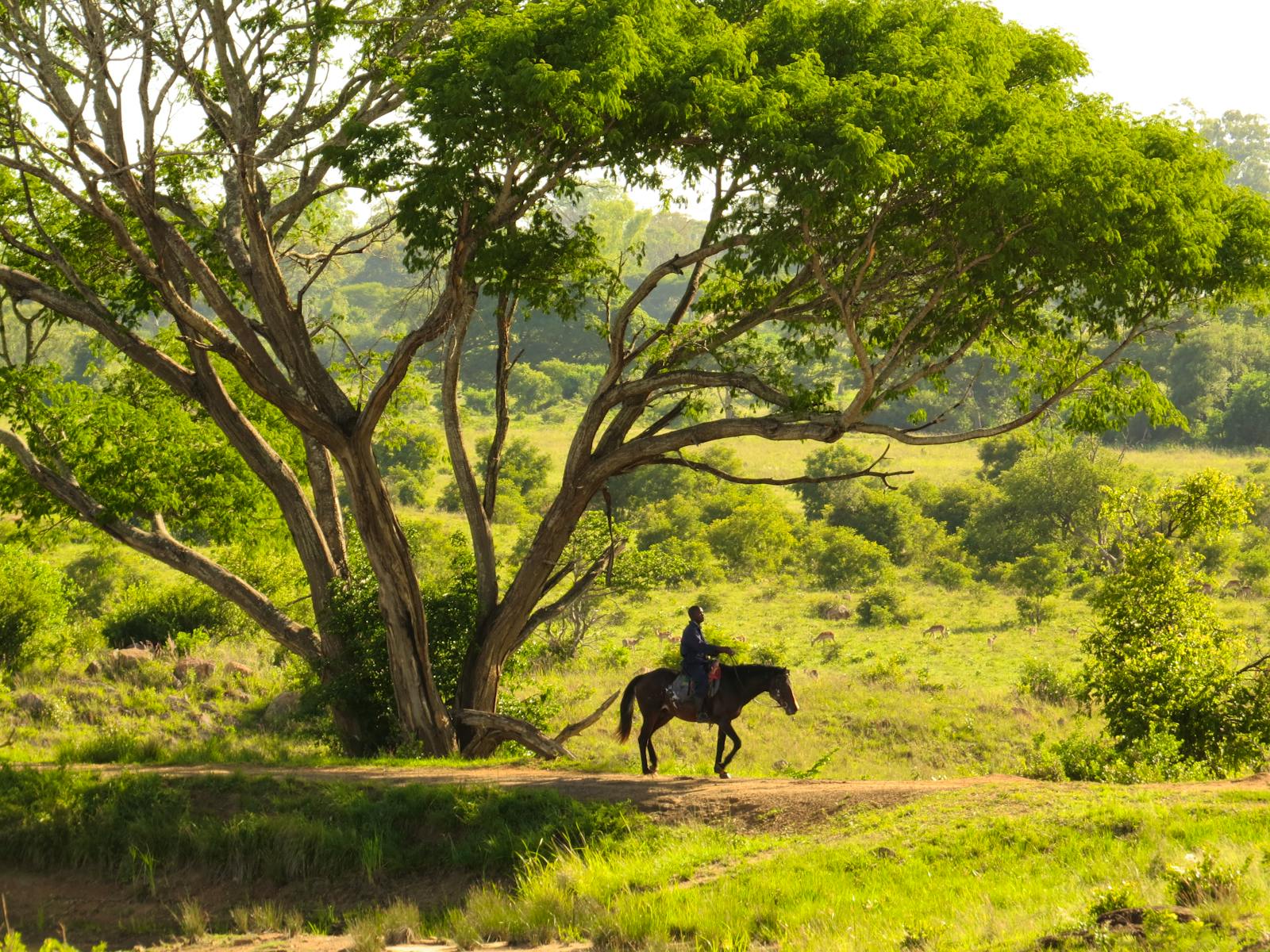 Horse Riding & Wildlife Conservation | Volunteer in Zimbabwe 2025