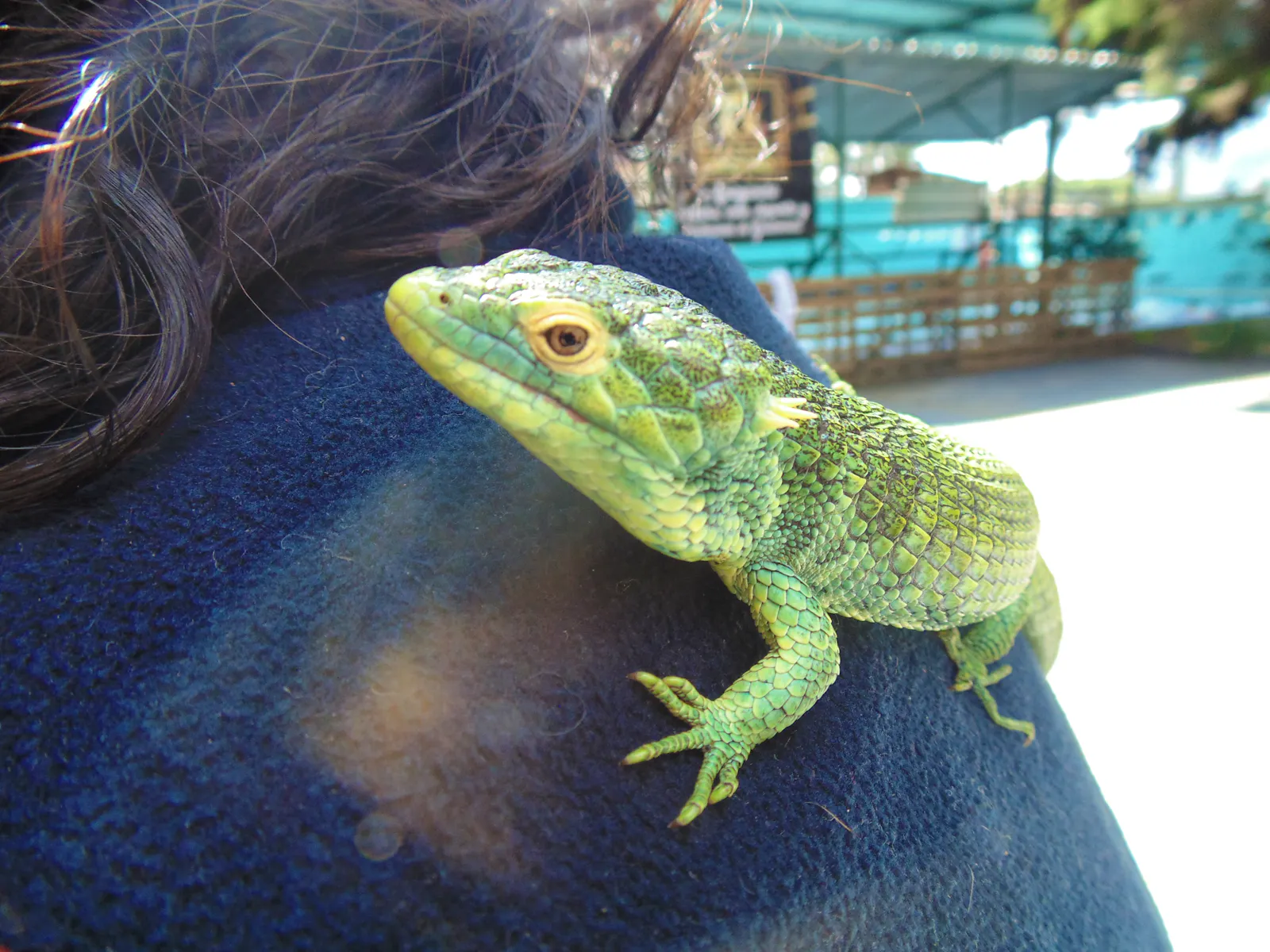 Exotic Animal Rescue Center Helper | Volunteer in Guatemala 2025
