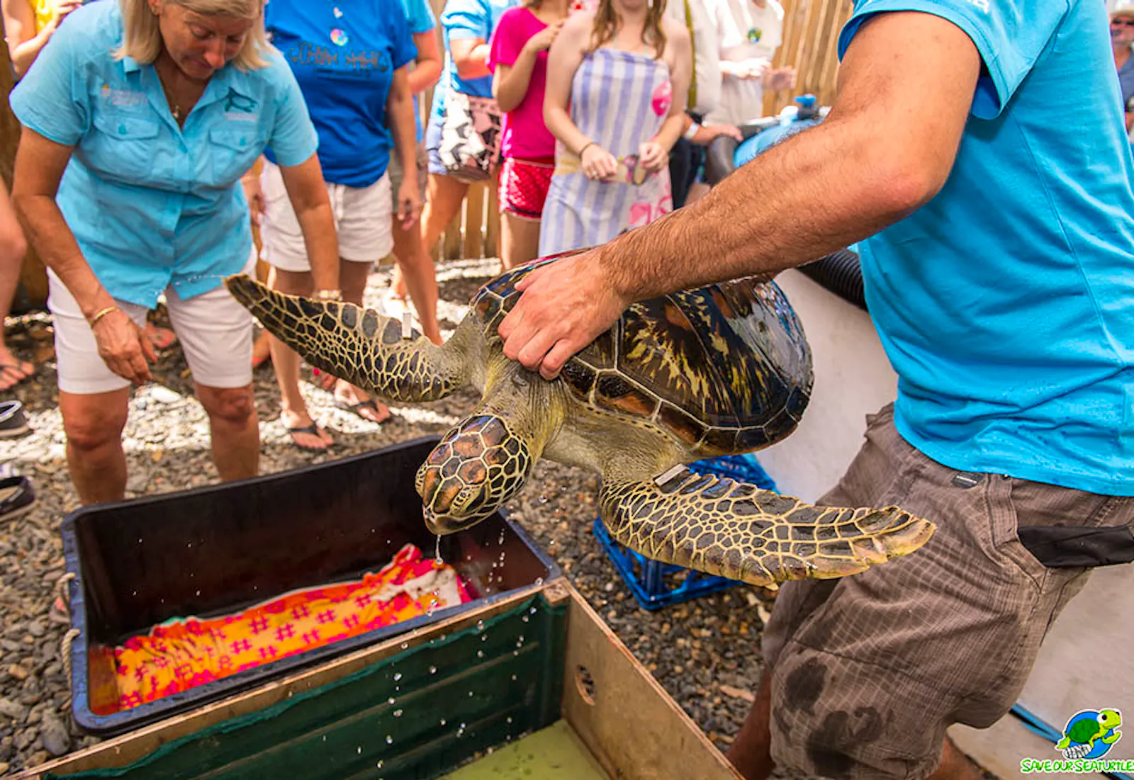 Sea Turtle Rehabilitator | Volunteer in Australia 2025