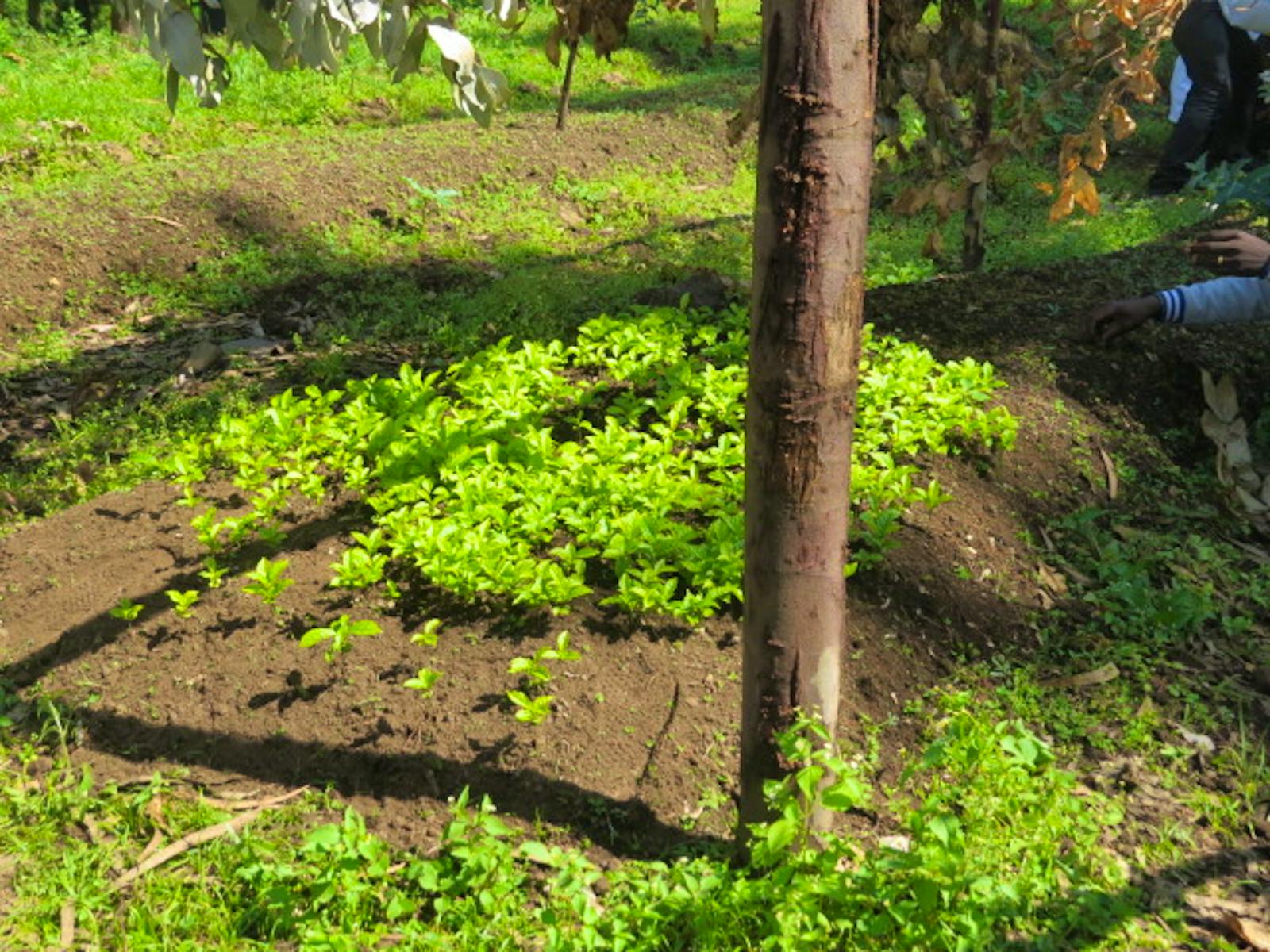 Reforestation Technical Assistant | Volunteer in Rwanda 2025