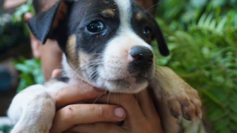 Dog Rescue Center Supporter | Volunteer in Mexico 2025