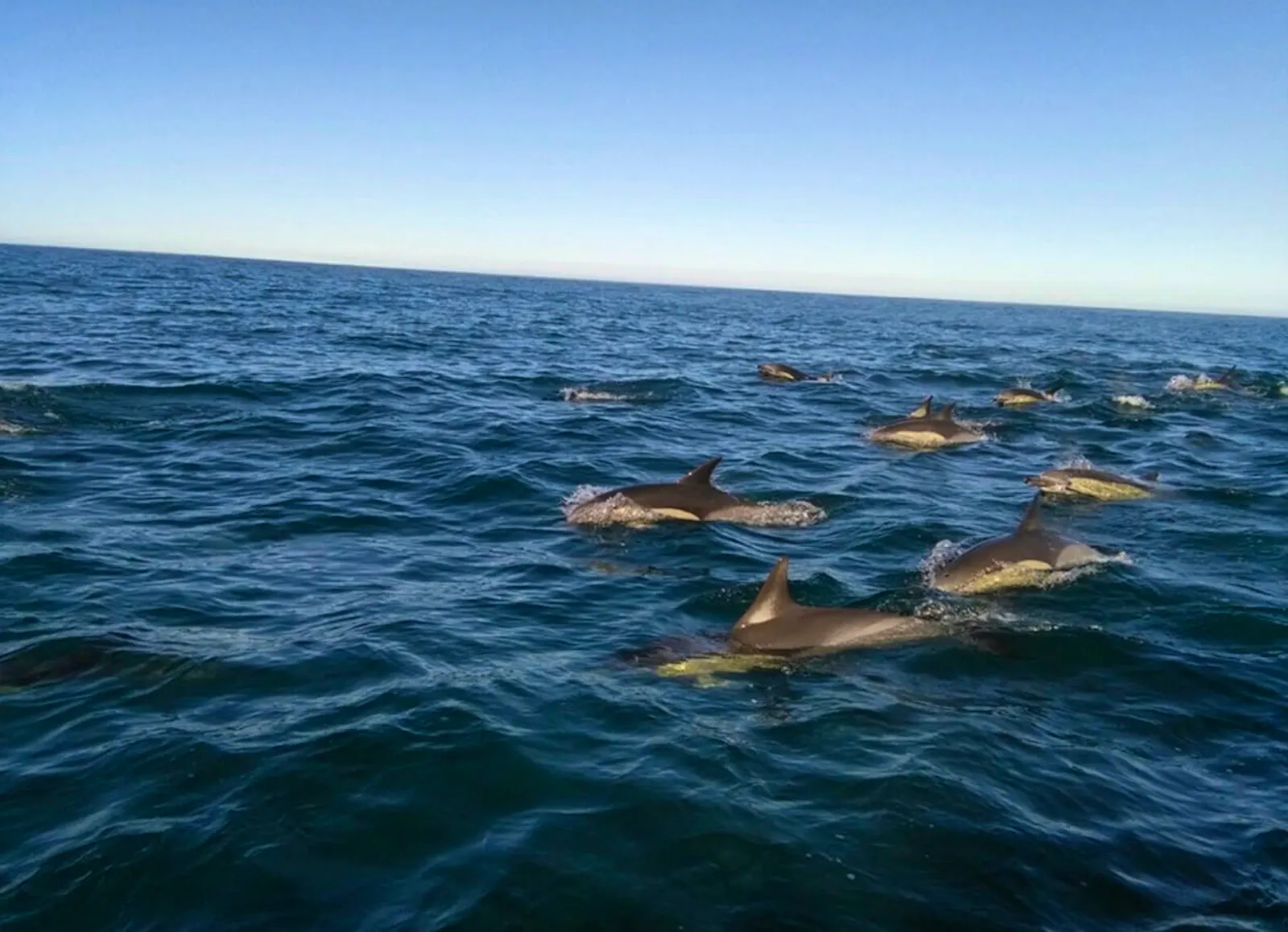 Marine and Animal Conservation | Volunteer in South Africa 2025
