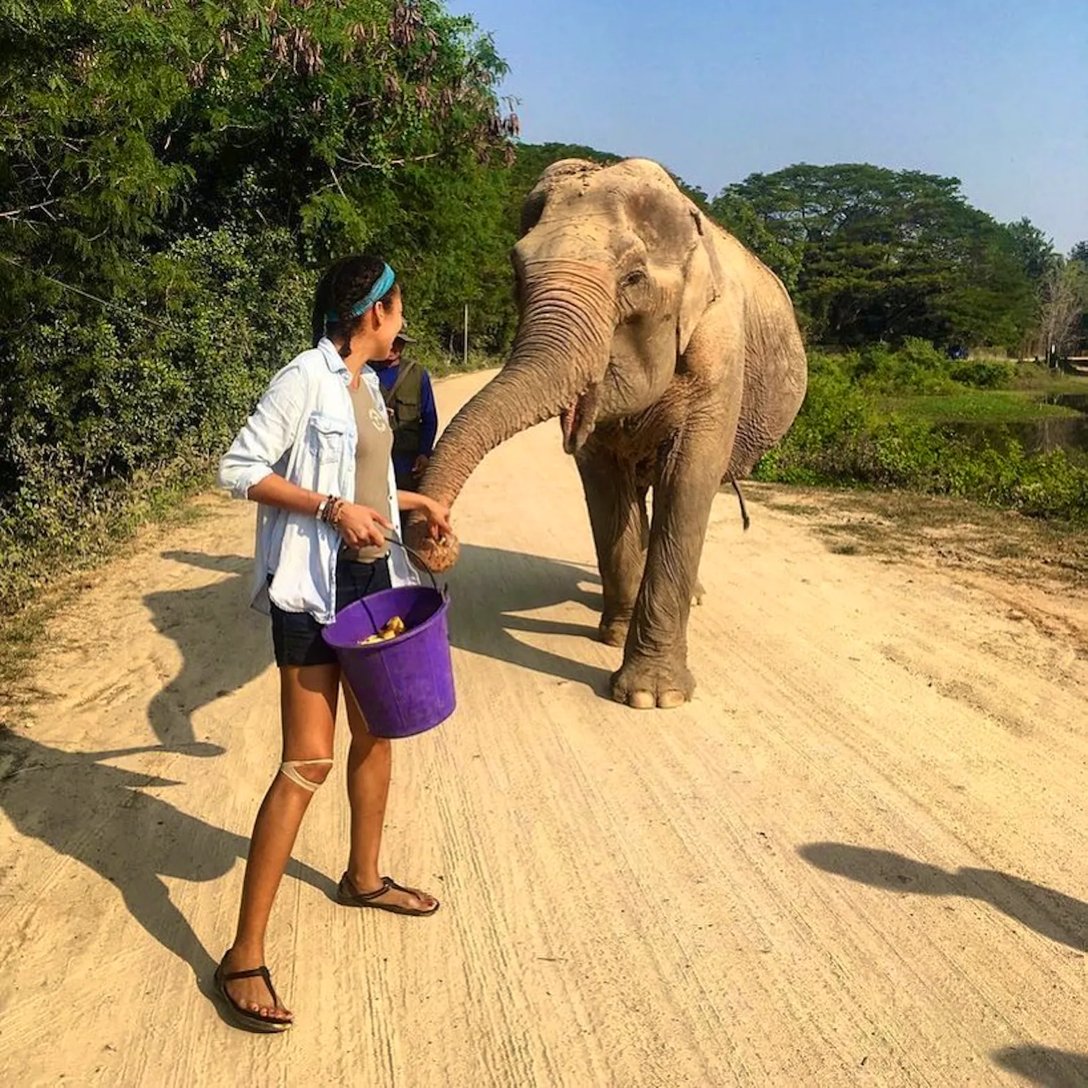 Thailand Elephant Volunteers | Volunteer in Thailand 2025