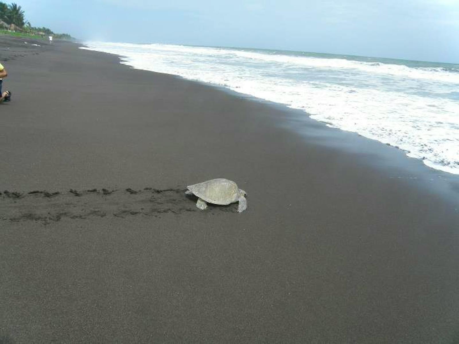 Sea Turtle Research Assistant | Volunteer in Guatemala 2025