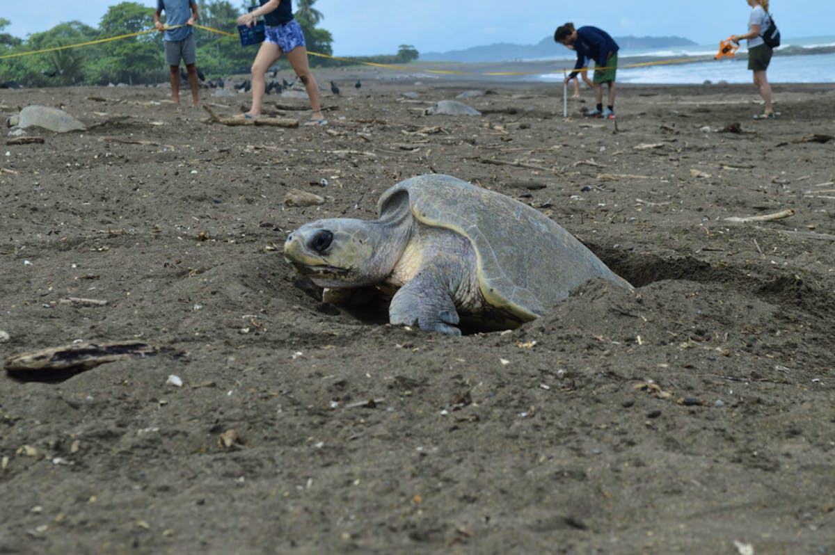 Turtle Conservation Management | Volunteer in Costa Rica 2025