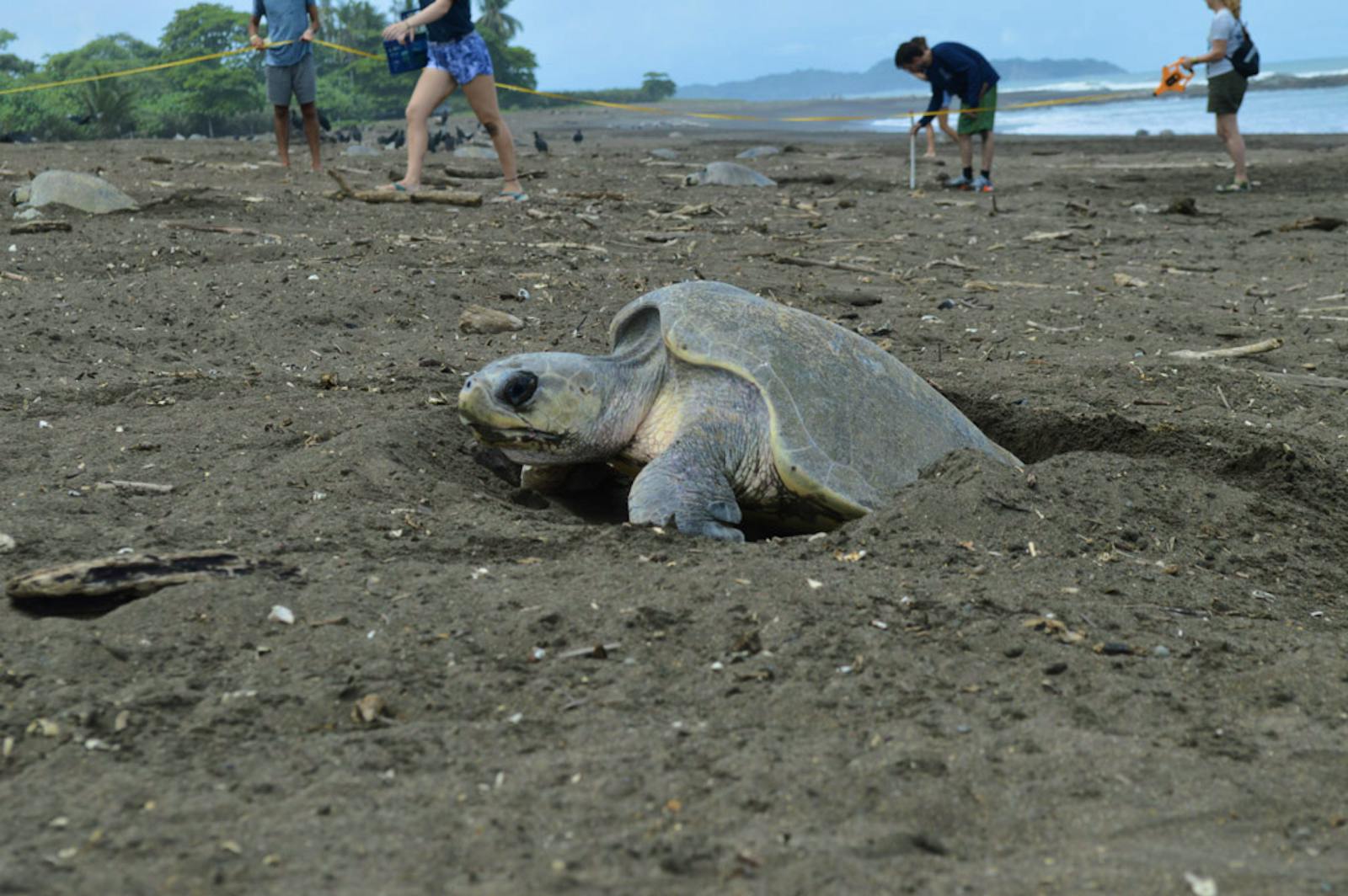 Turtle Conservation Management | Volunteer in Costa Rica 2025