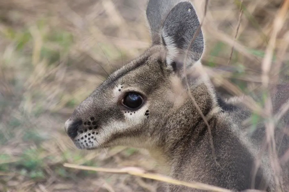 Australian Endangered Species Conservation Care | Volunteer in ...