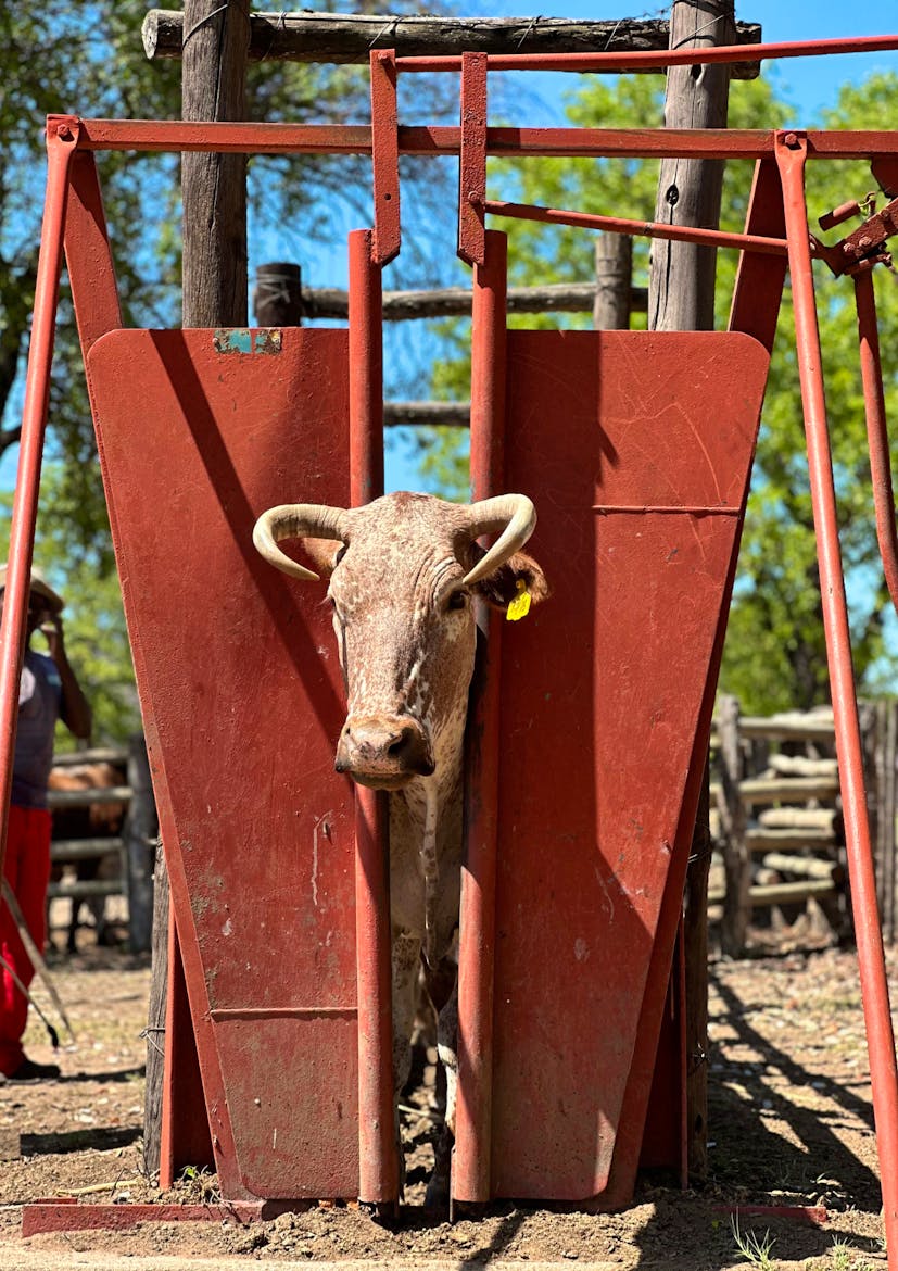 Wild Farming Helper | Voluntariado en Zimbabue 2025