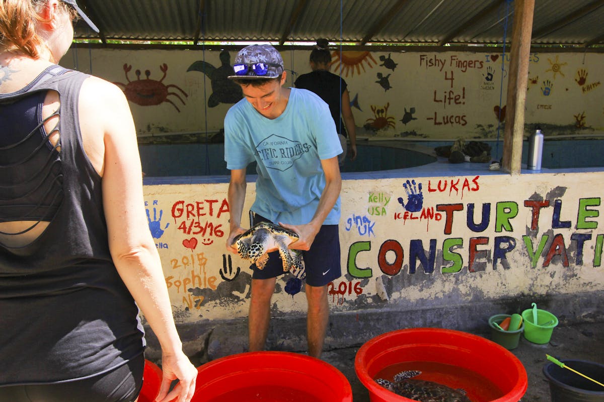 Turtle Conservation Assistance | Volunteer in Indonesia 2025