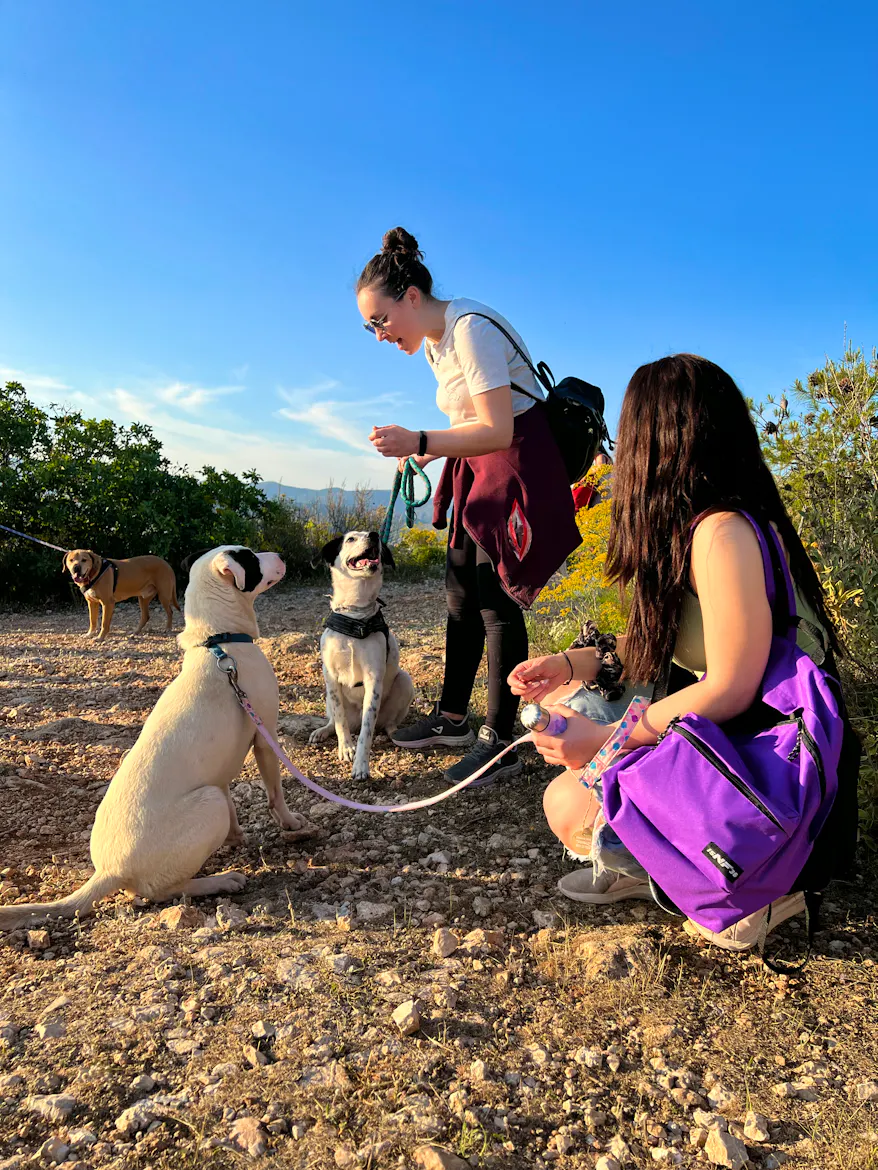 Animal Shelter Assistance | Volunteer in Greece 2025