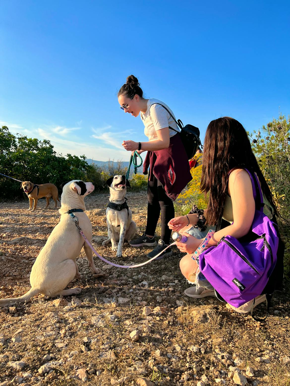 Animal Shelter Assistance | Volunteer in Greece 2025