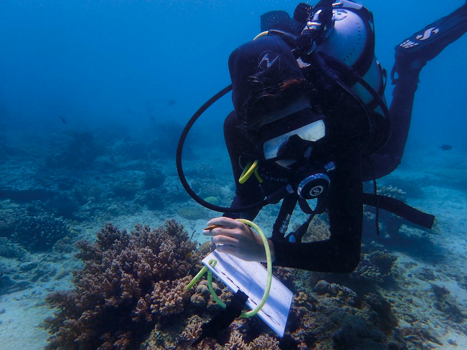 Citizen Science Marine Conservation Expedition | Volunteer in the ...