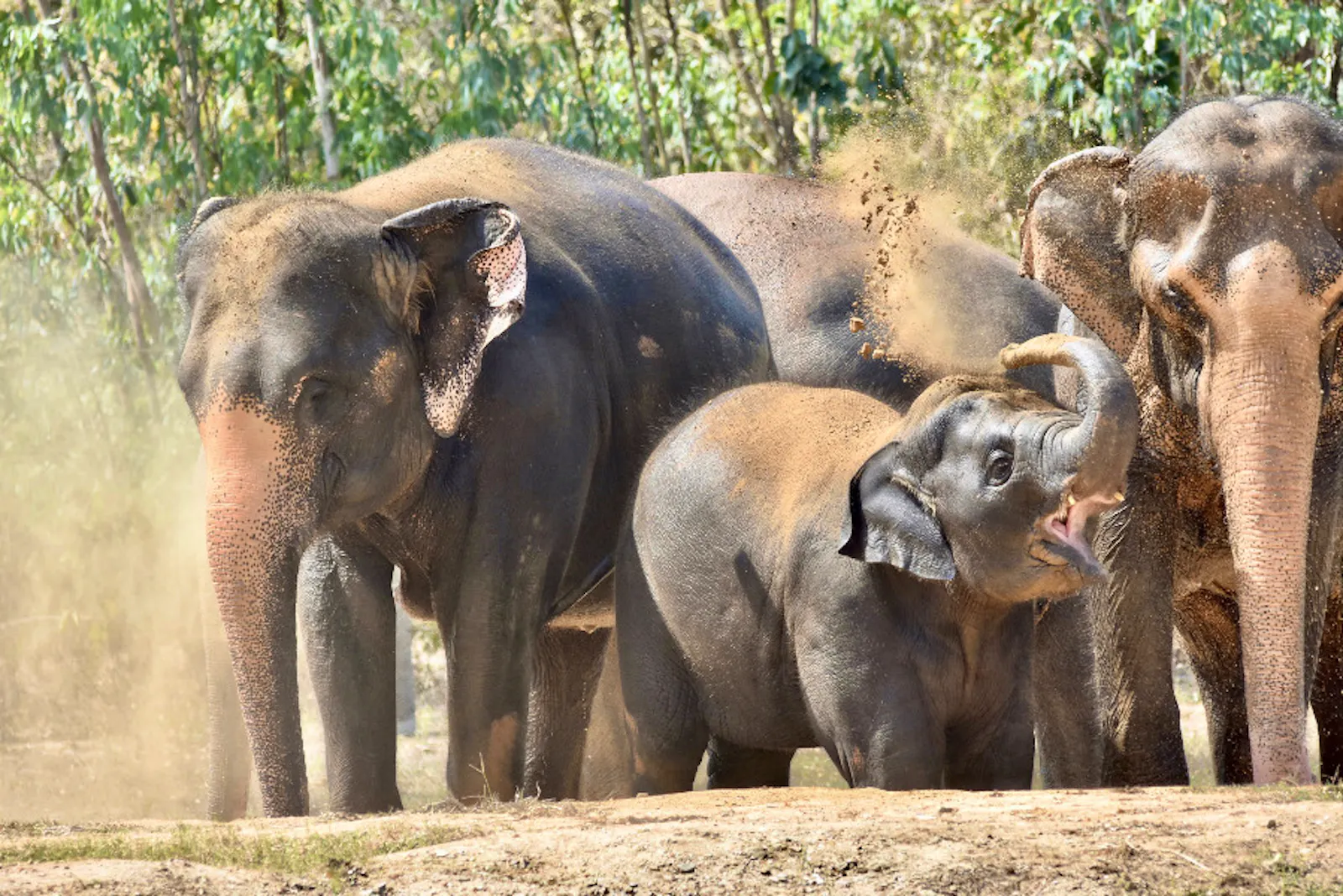 Endangered Elephant Refuge | Volunteer in Thailand 2025