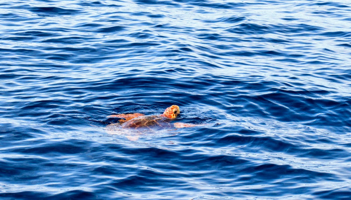 Conservation of Whale and Dolphin Populations | Volunteer in Spain 2025