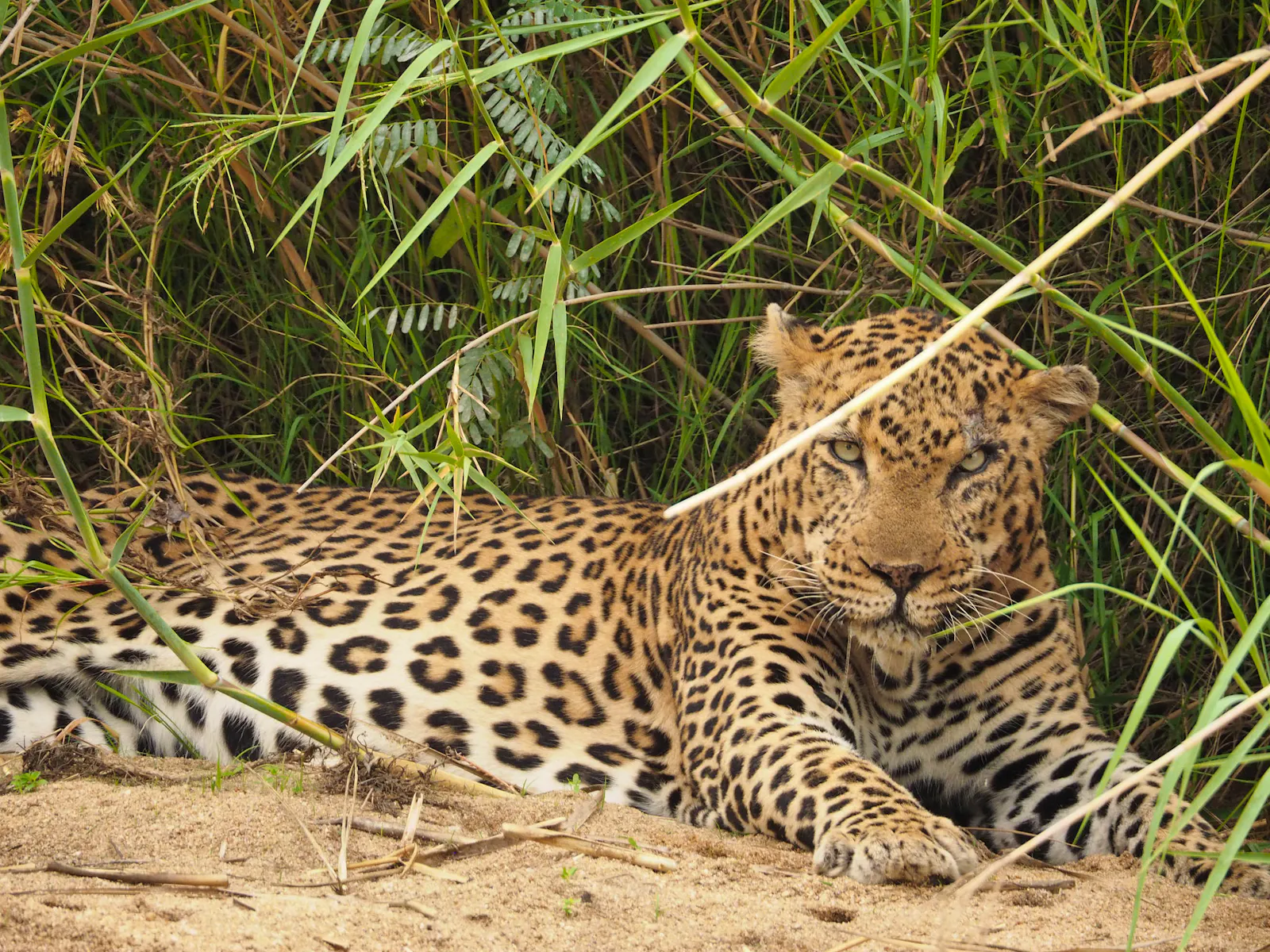 African Wildlife Conservation for Teens | Volunteer in South Africa 2025